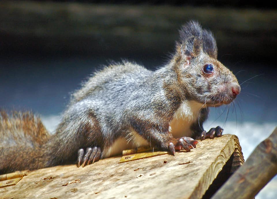 動物図鑑/エゾリス