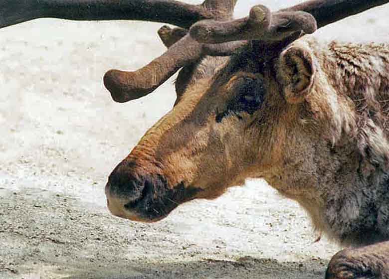 動物図鑑・トナカイ