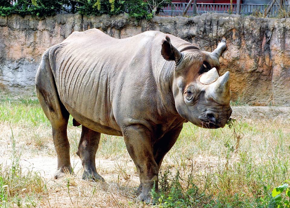 動物図鑑・サイ