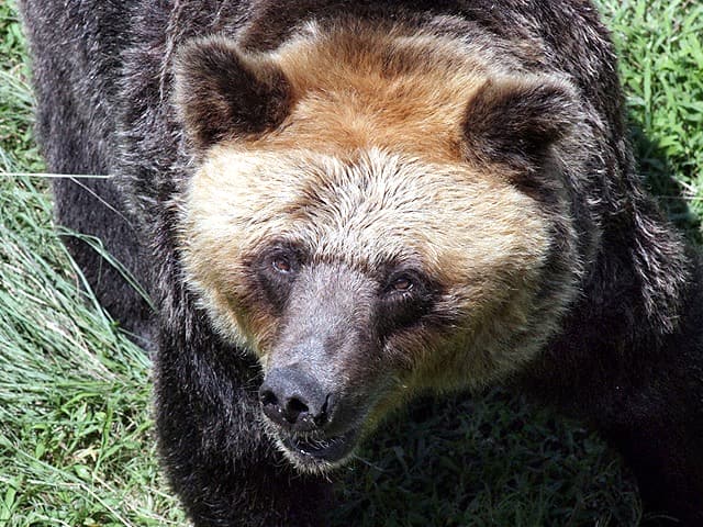 動物図鑑/ヒグマ