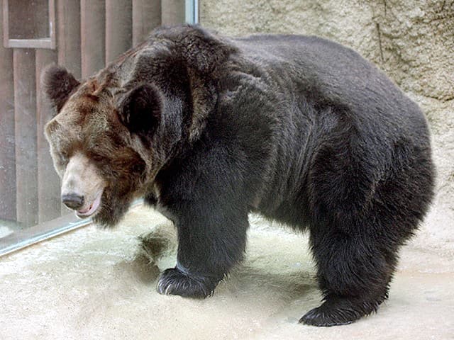 動物図鑑/ヒグマ