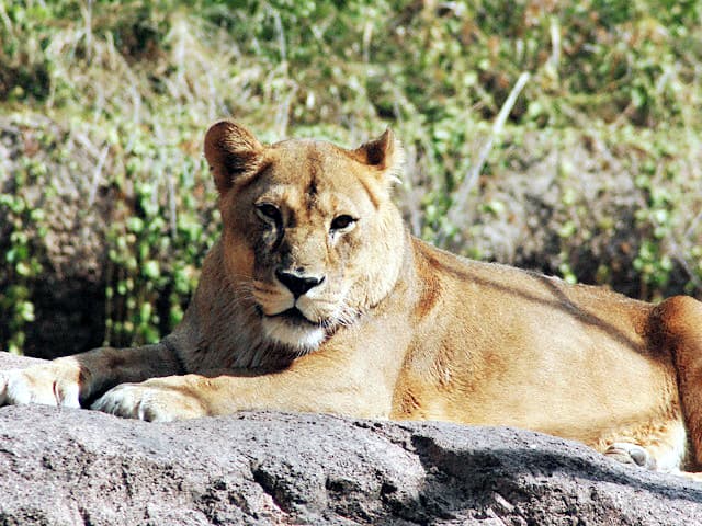 動物図鑑/ライオン