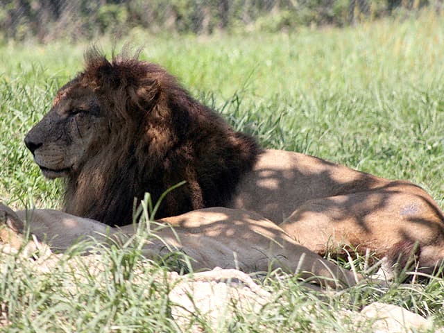 動物図鑑/ライオン