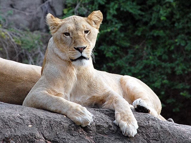 動物図鑑/ライオンの種類・亜種