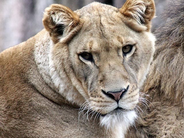 動物図鑑/ライオンの種類・亜種