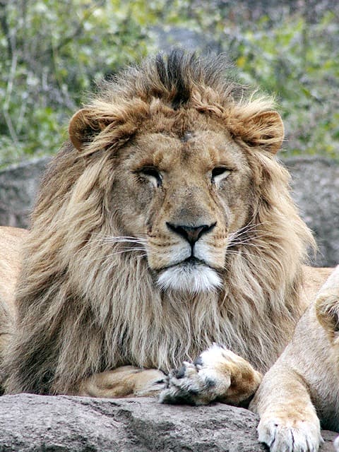 動物図鑑/ライオンの種類・亜種