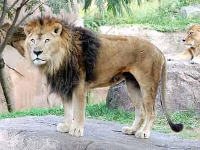 動物図鑑/ライオン