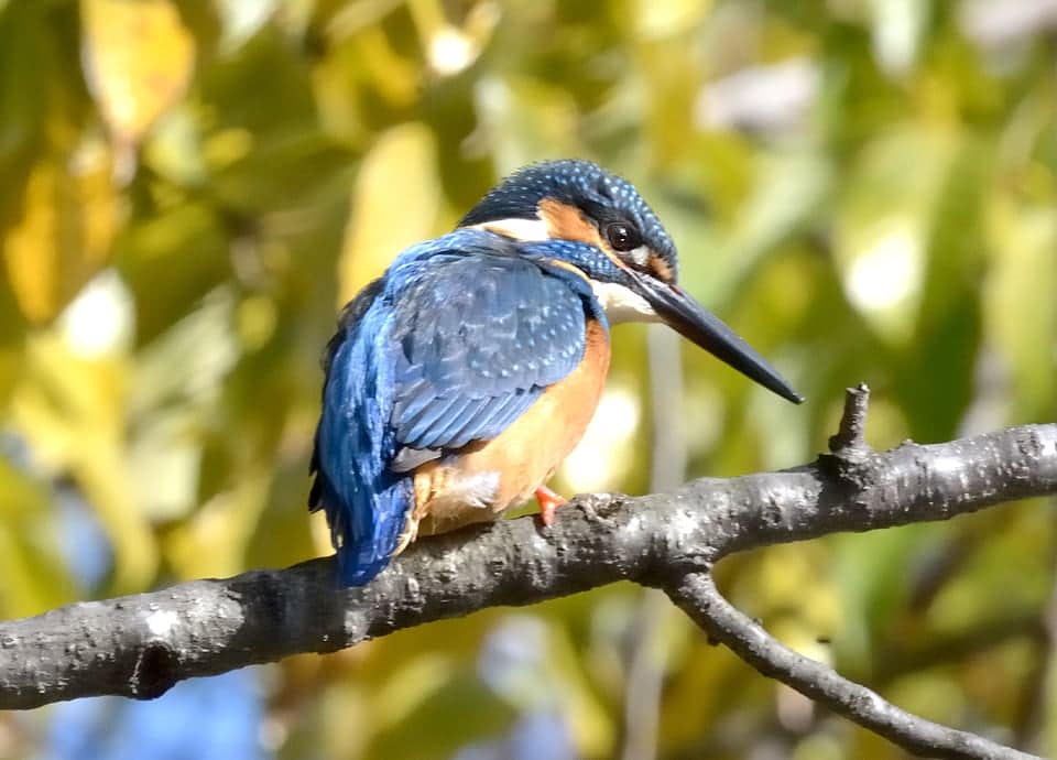 カワセミの写真画像
