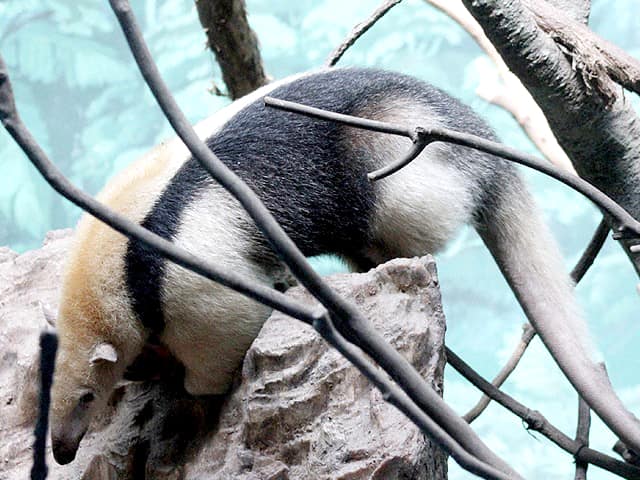 動物図鑑/アリクイ